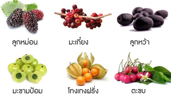 4 ตระกูลเบอรี่ สายพันธุ์ไทย